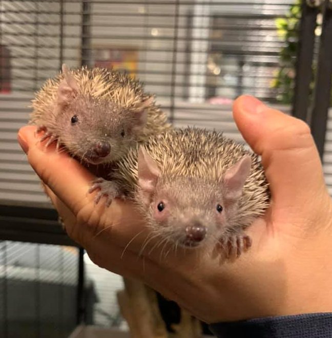Available Lesser Tenrecs - Hedgehog Ville – Toronto Hedgehog Breeder